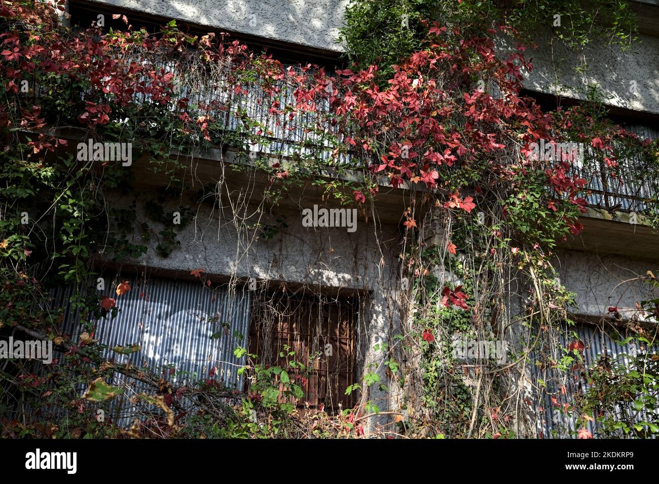 Facade of an abandoned building in a forest with ivy growing on a ...