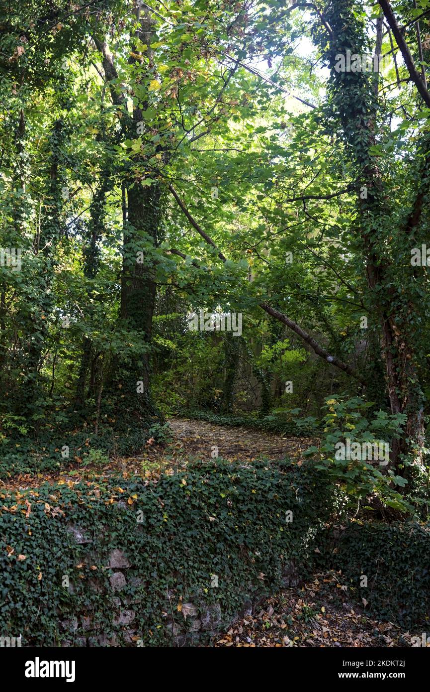 Shady path with foliage in a forest seen from afar Stock Photo - Alamy