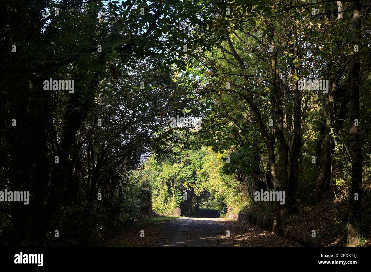 Road in a forest with trees framing a small grove in autumn Stock Photo ...