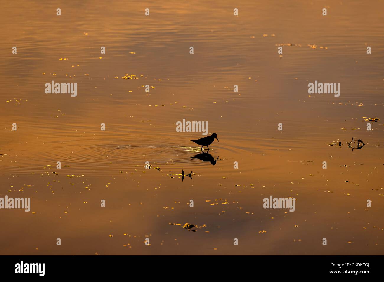 Kyip hi-res stock photography and images - Alamy