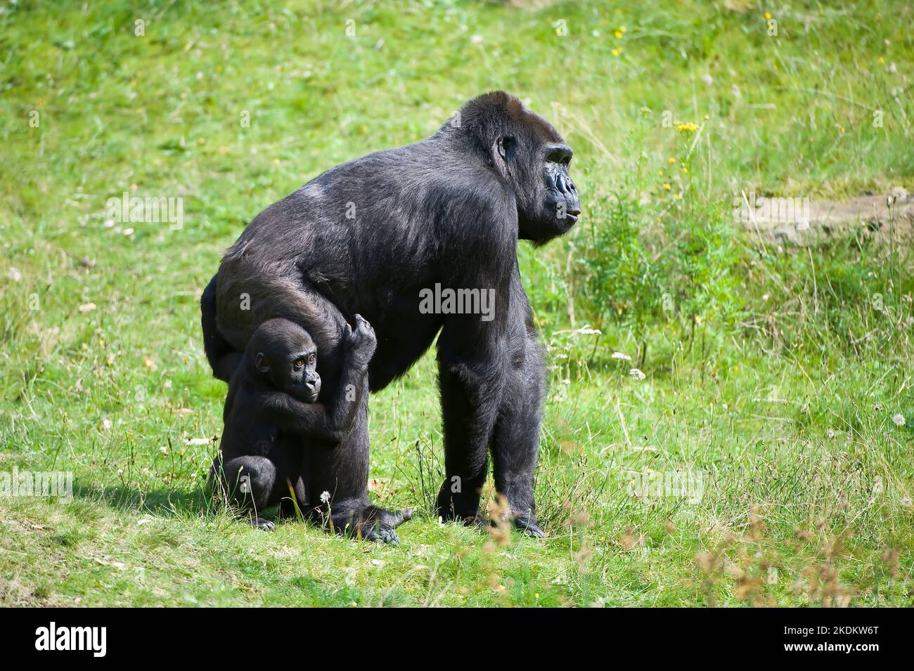 Western Lowland Gorilla (Gorilla gorilla gorilla), Female with young ...