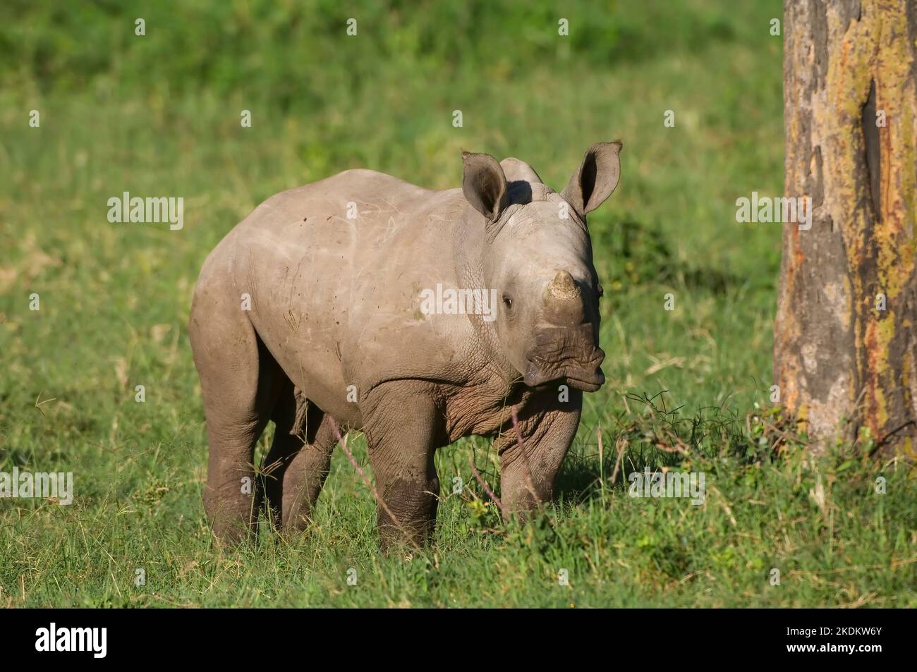 Young White Rhinoceros baby orSquare-lipped rhinoceros (Ceratotherium ...