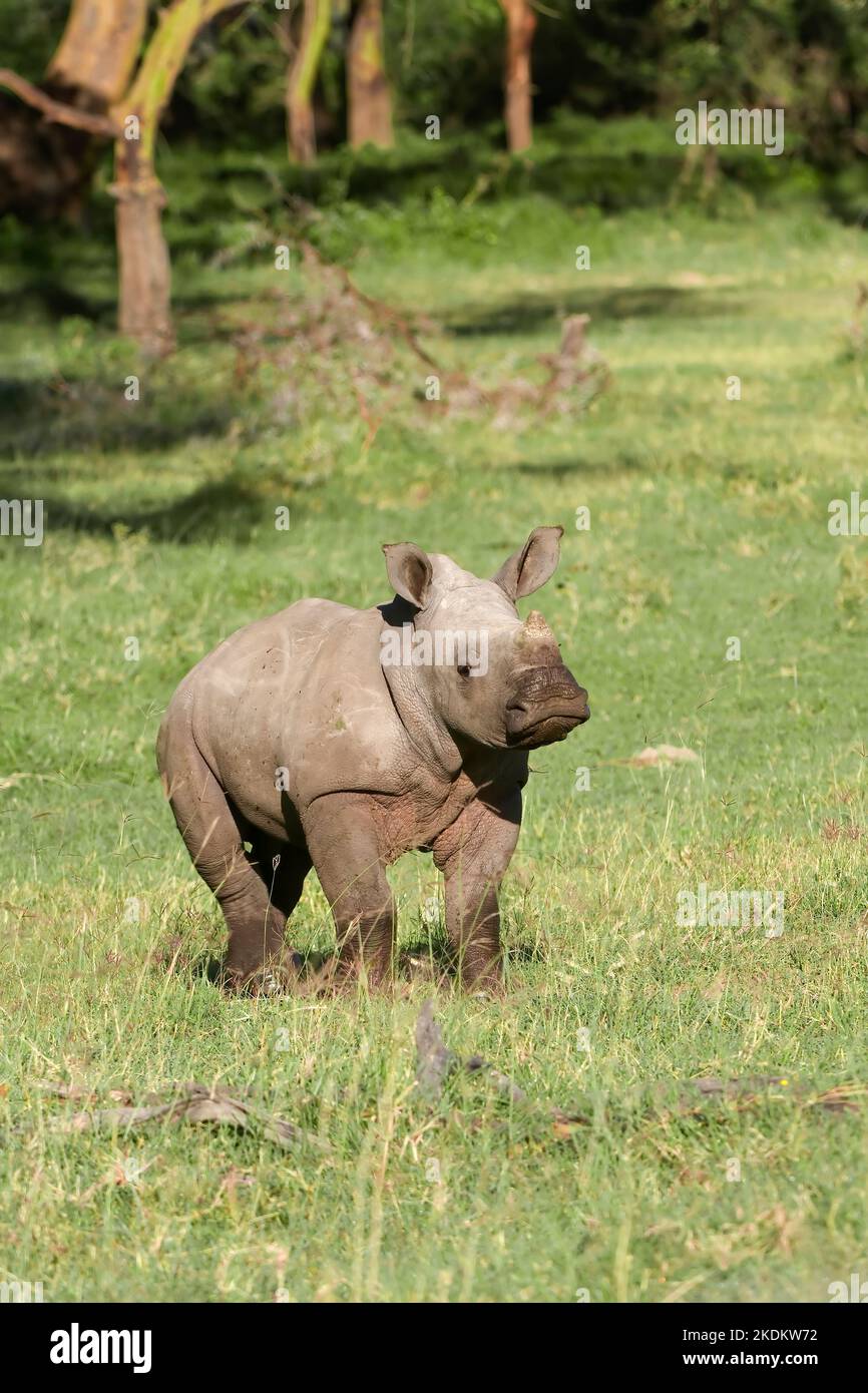 Young White Rhinoceros baby orSquare-lipped rhinoceros (Ceratotherium ...