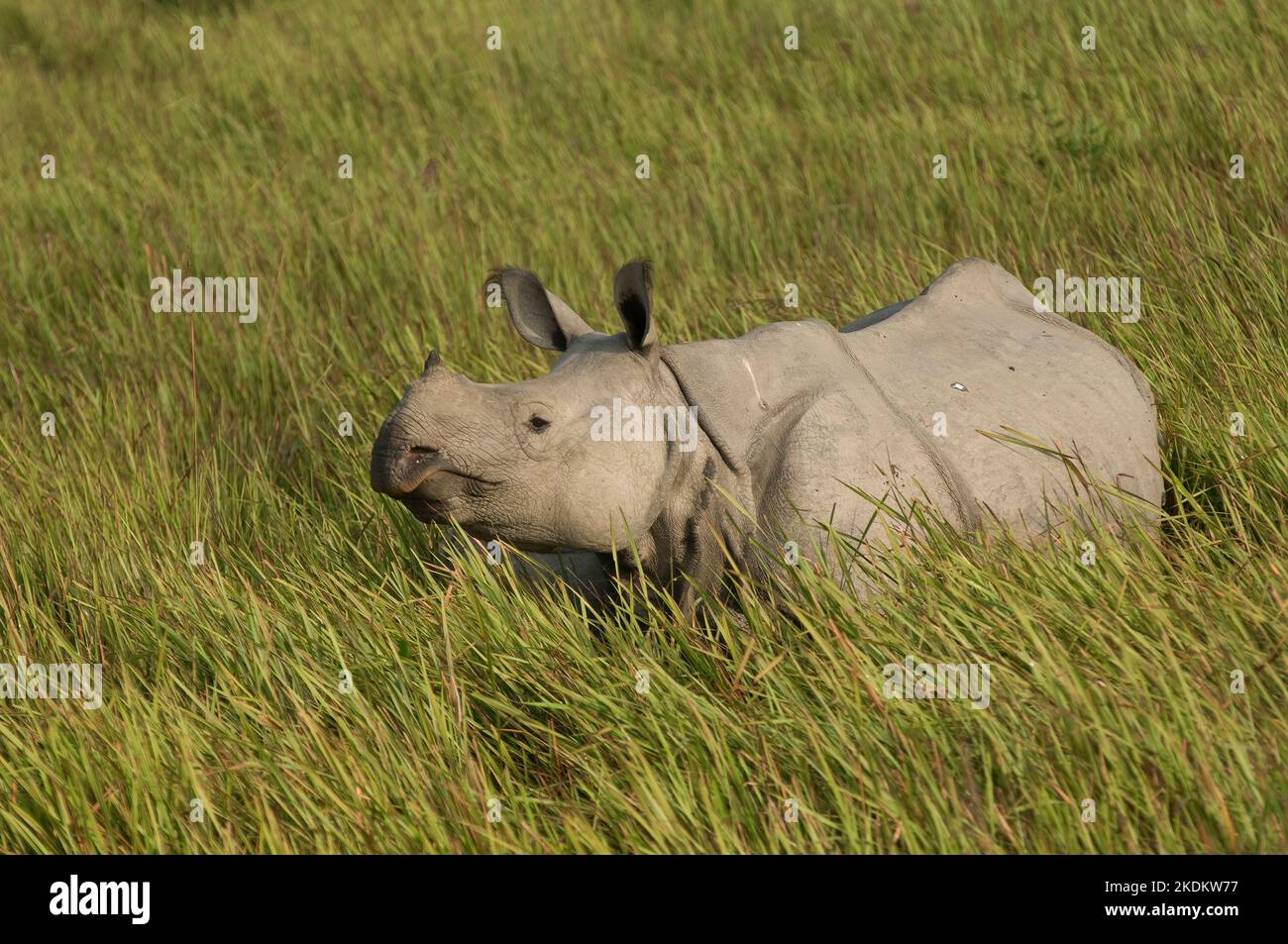Indian Rhinoceros or Great One-horned Rhinoceros in elephant grass ...