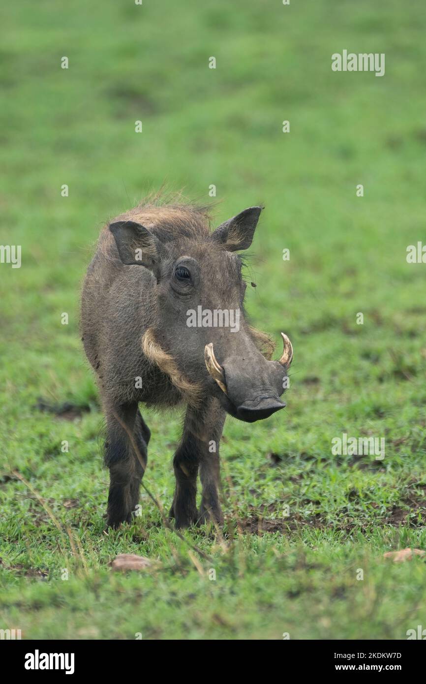 Savanna warthog, Phacochoerus africanus, Suidae Family, Artiodactyla ...