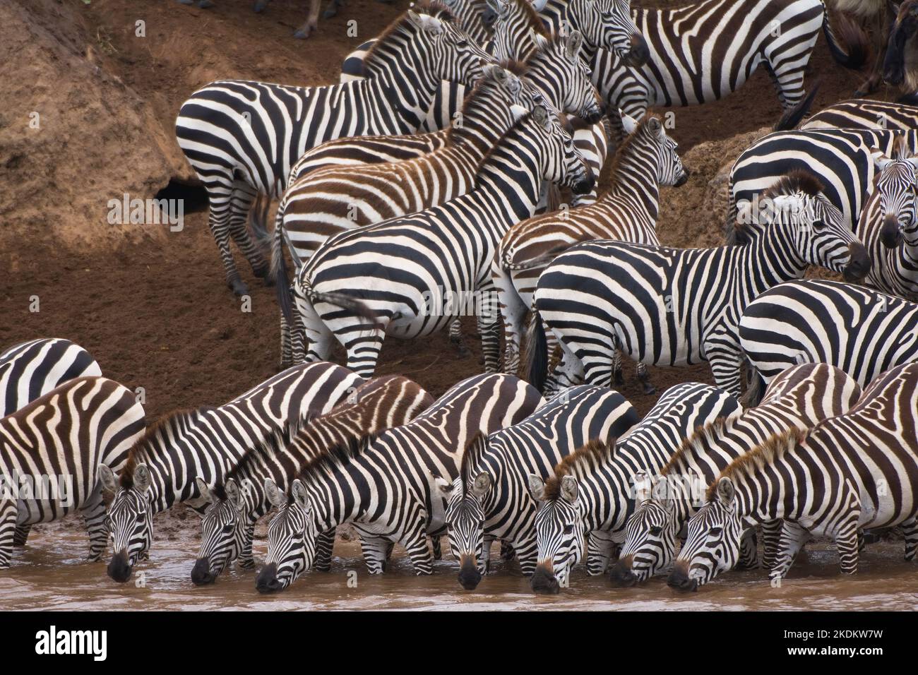 Burchell’s Zebras or Plains Zebras (Equus burchellii) crossing the Mara ...