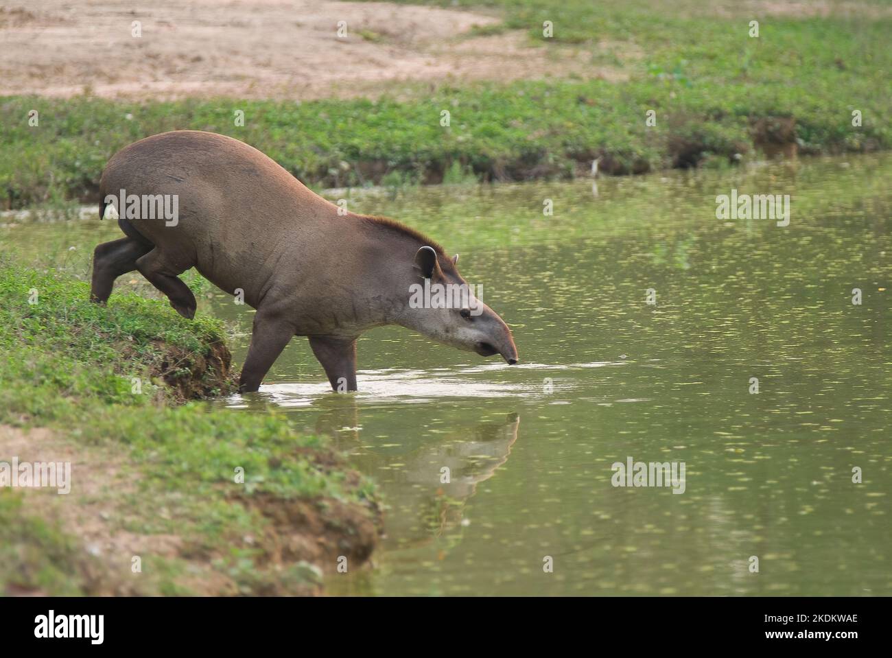 Brazilian Tapir or Lowland Tapir (Tapirus terrestris) entering in the ...