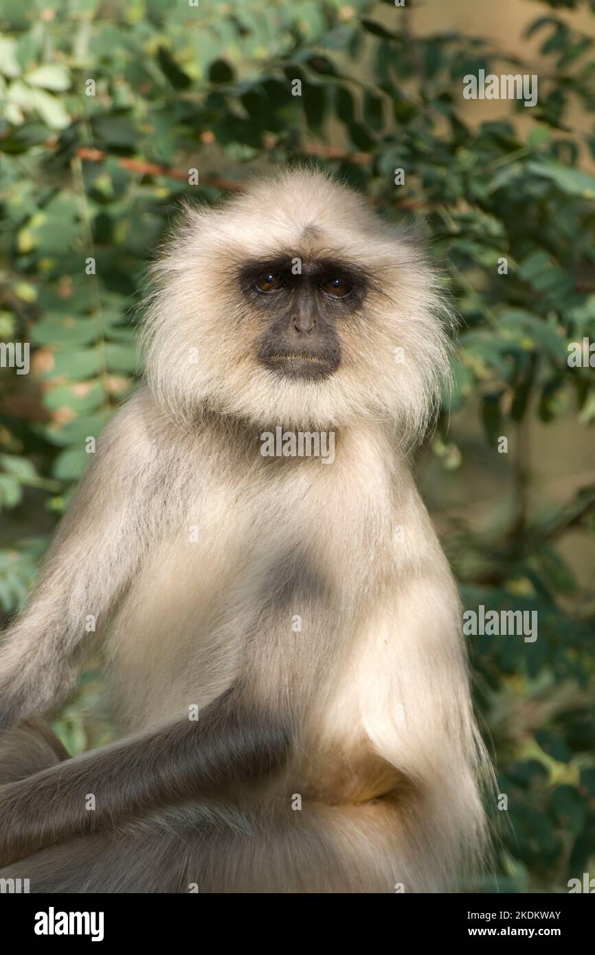 Hanuman Langur or common Langur (Semnopithecus entellus), Pench ...