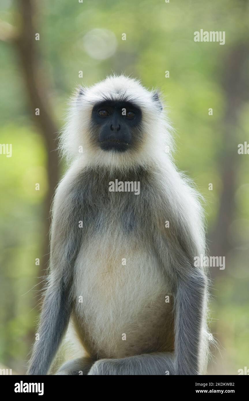 Hanuman Langur or common Langur (Semnopithecus entellus), Pench ...