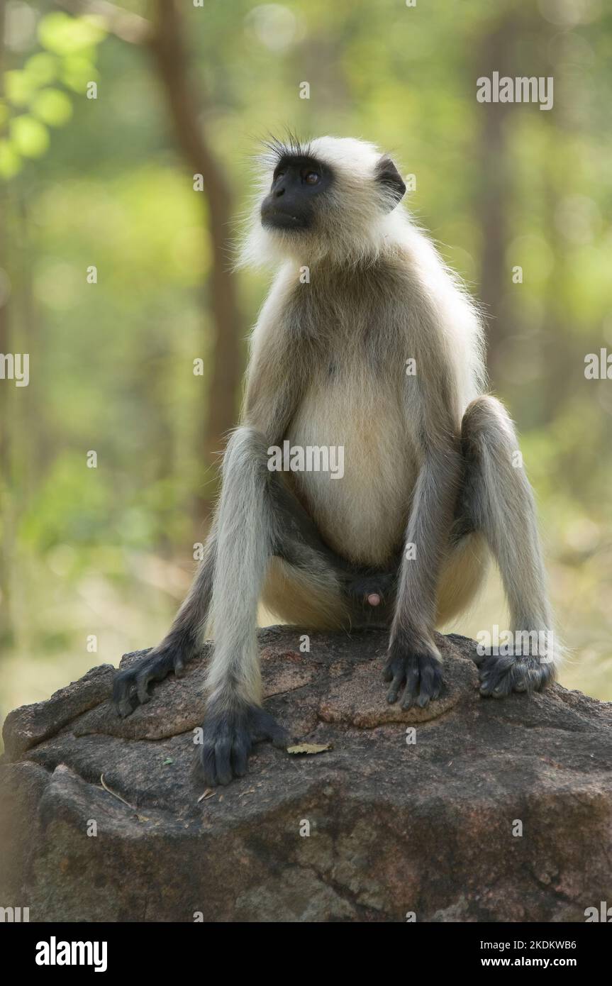 Hanuman Langur or common Langur (Semnopithecus entellus), Pench ...