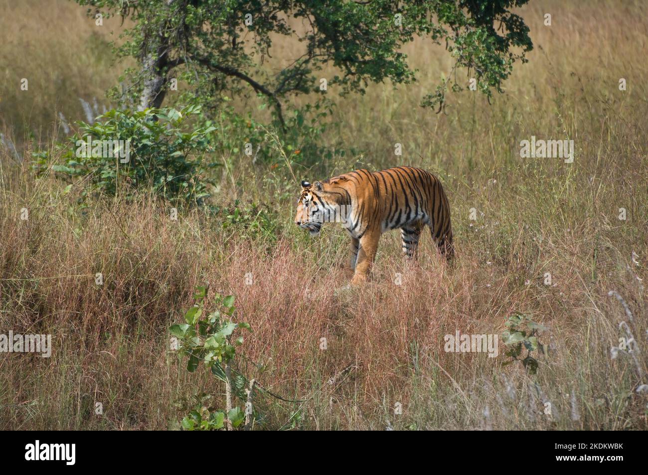 Bengal tiger hunting (Panthera tigris tigris), Kanha National park ...