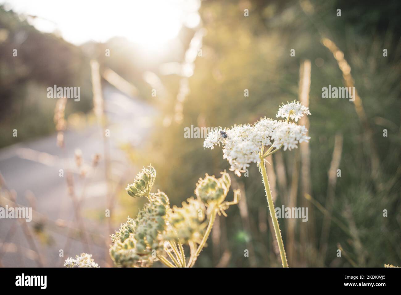 Roadside grasses in the summer in English countryside Stock Photo - Alamy
