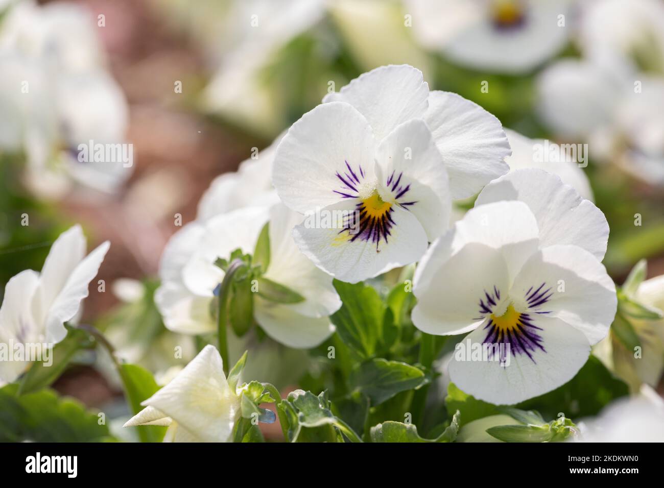 Pansies Viola flowers in a spring garden Stock Photo - Alamy