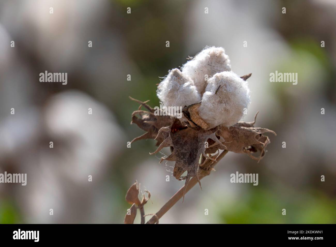 Harvesting. Fields of ripe cotton with open bolls and fluffy white ...