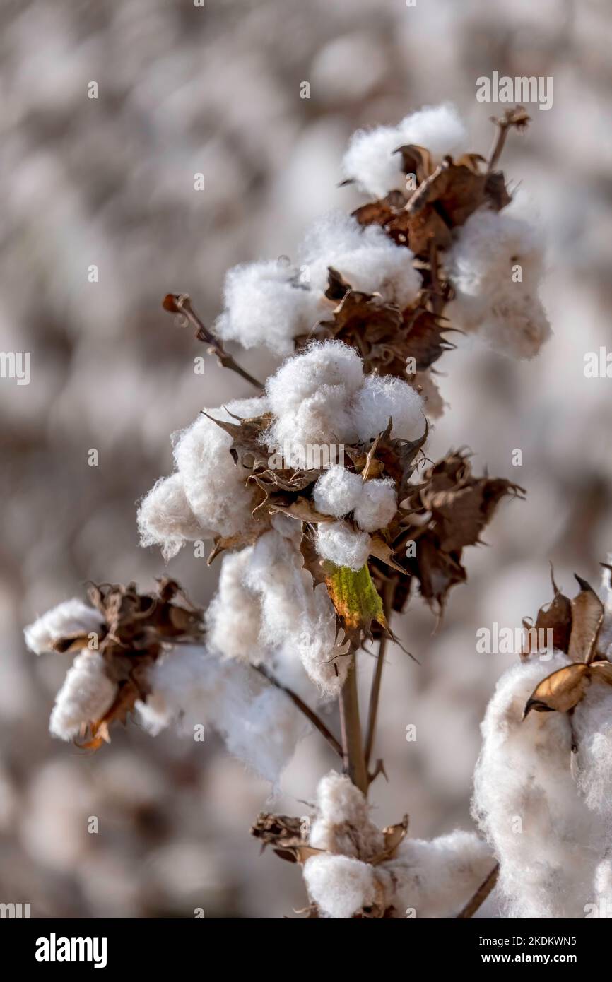 Harvesting. Fields of ripe cotton with open bolls and fluffy white ...