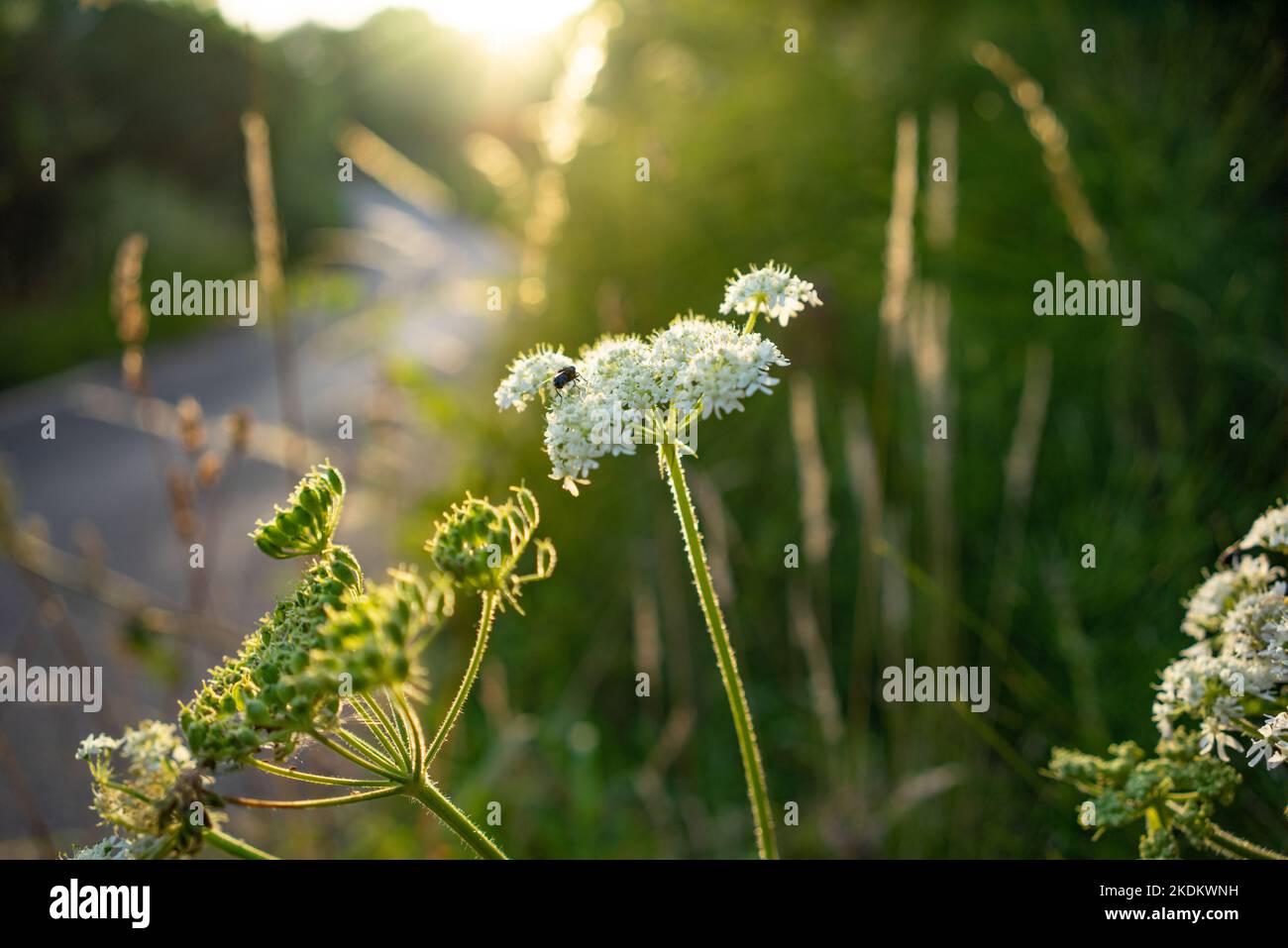 Roadside grasses in the summer in English countryside Stock Photo - Alamy
