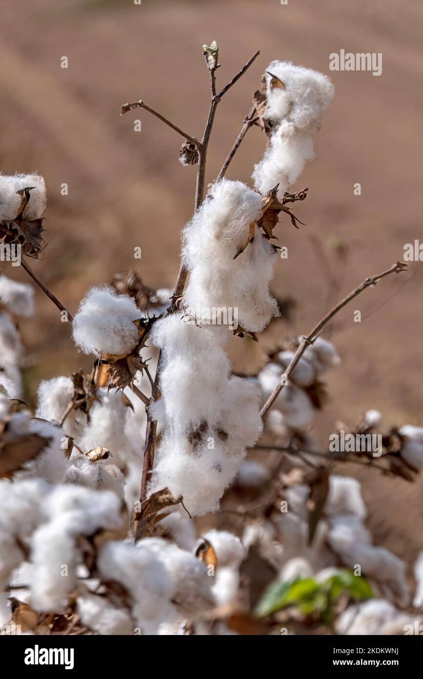 Harvesting. Fields of ripe cotton with open bolls and fluffy white ...