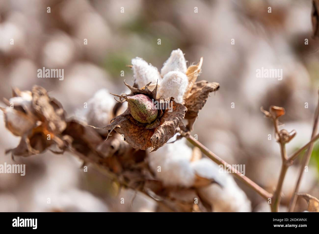 Harvesting. Fields of ripe cotton with open bolls and fluffy white ...