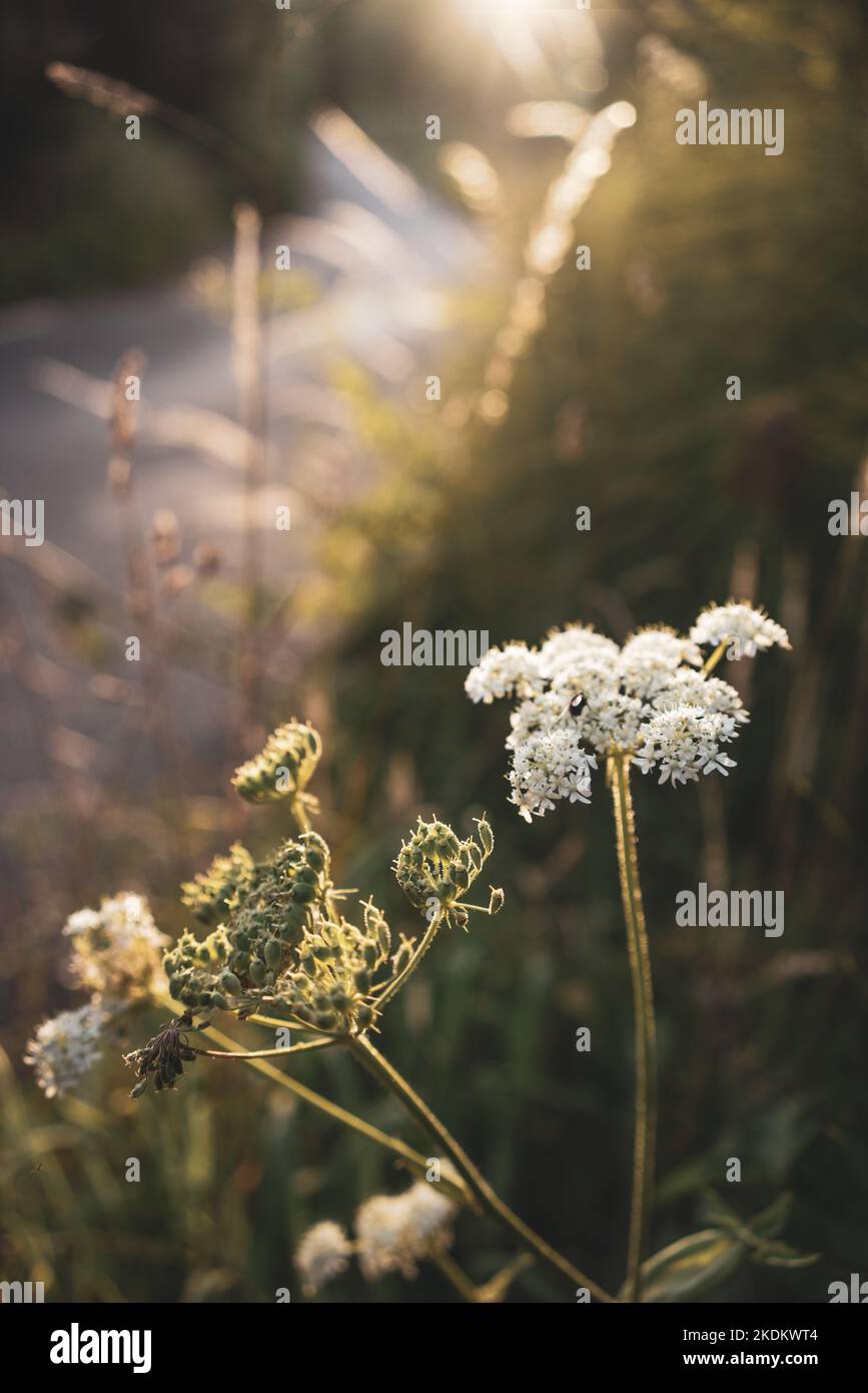 Roadside grasses in the summer in English countryside Stock Photo - Alamy