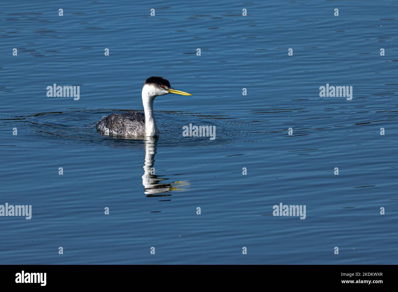 Western or Swan Grebe (Aechmophorus occidentalis Stock Photo - Alamy