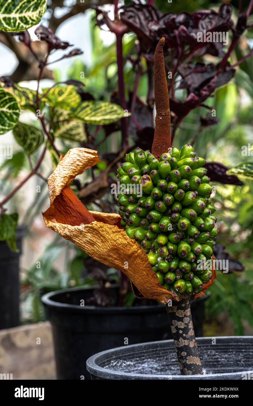Fruits of Voodoo Lily (Amorphophallus bulbifer Stock Photo - Alamy