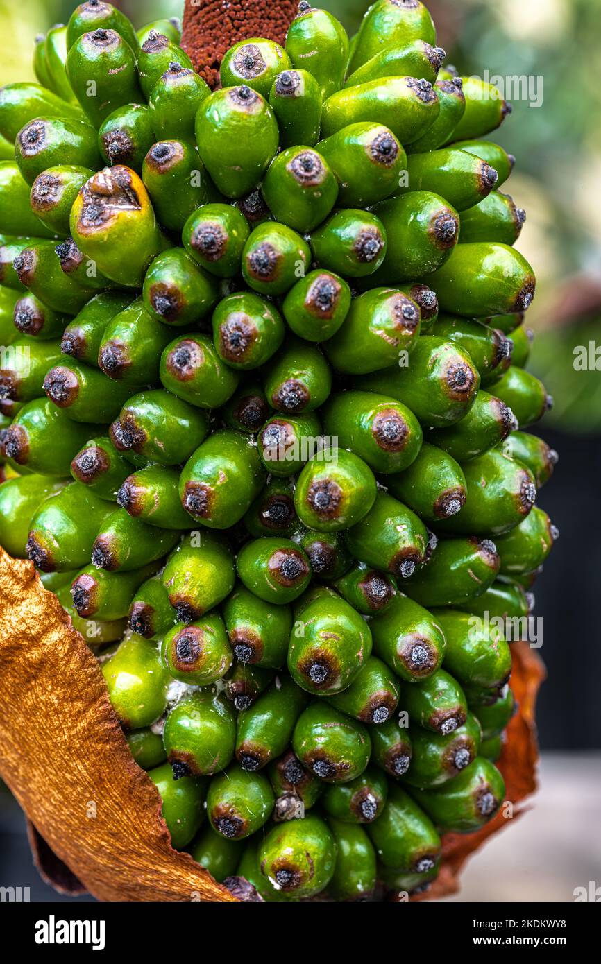 Fruits of Voodoo Lily (Amorphophallus bulbifer Stock Photo - Alamy