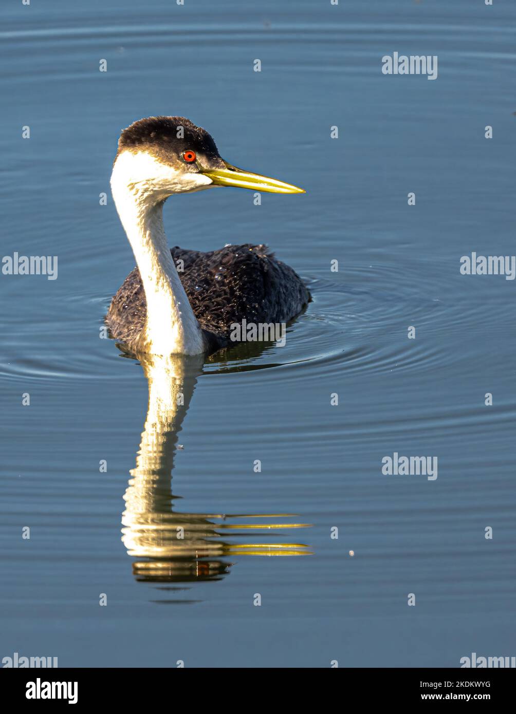 Western or Swan Grebe (Aechmophorus occidentalis Stock Photo - Alamy