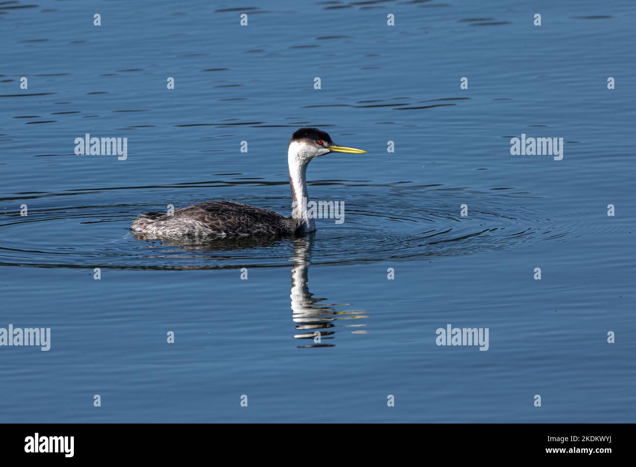 Western grebe mating hi-res stock photography and images - Alamy