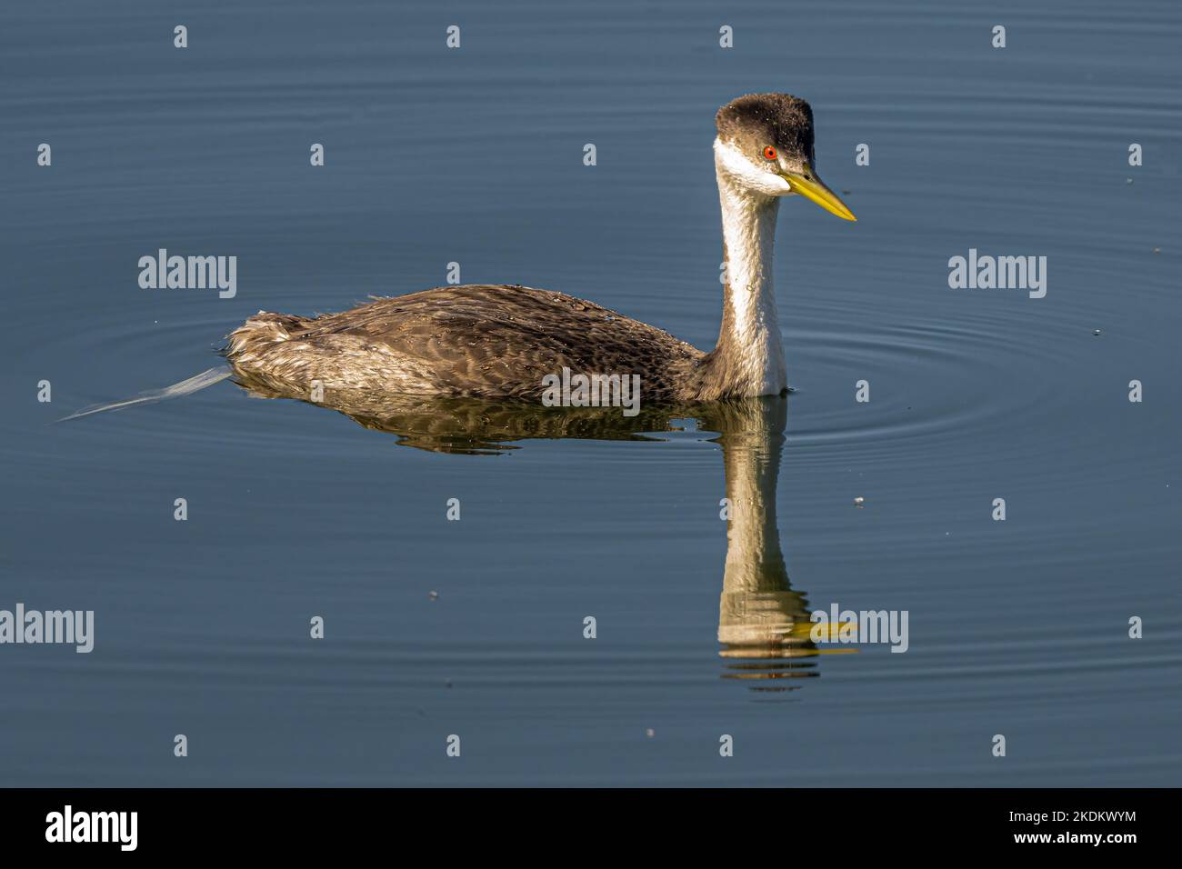 Western or Swan Grebe (Aechmophorus occidentalis Stock Photo - Alamy