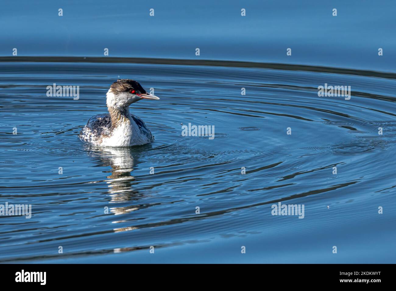 Horned or Slavonian Grebe (Podiceps auritus Stock Photo - Alamy
