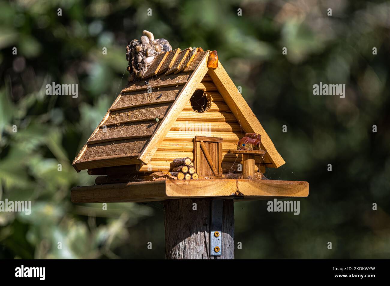 Blue wren nest hi-res stock photography and images - Alamy