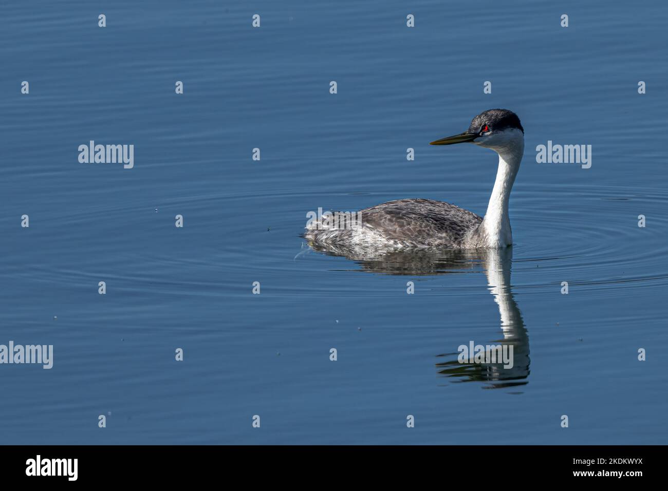 Western or Swan Grebe (Aechmophorus occidentalis Stock Photo - Alamy