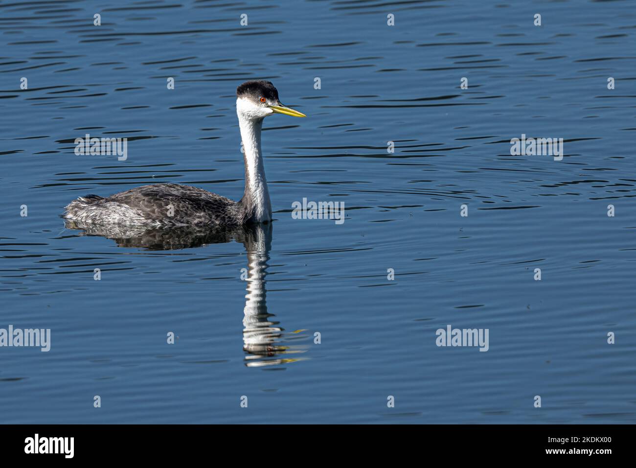 Western or Swan Grebe (Aechmophorus occidentalis Stock Photo - Alamy