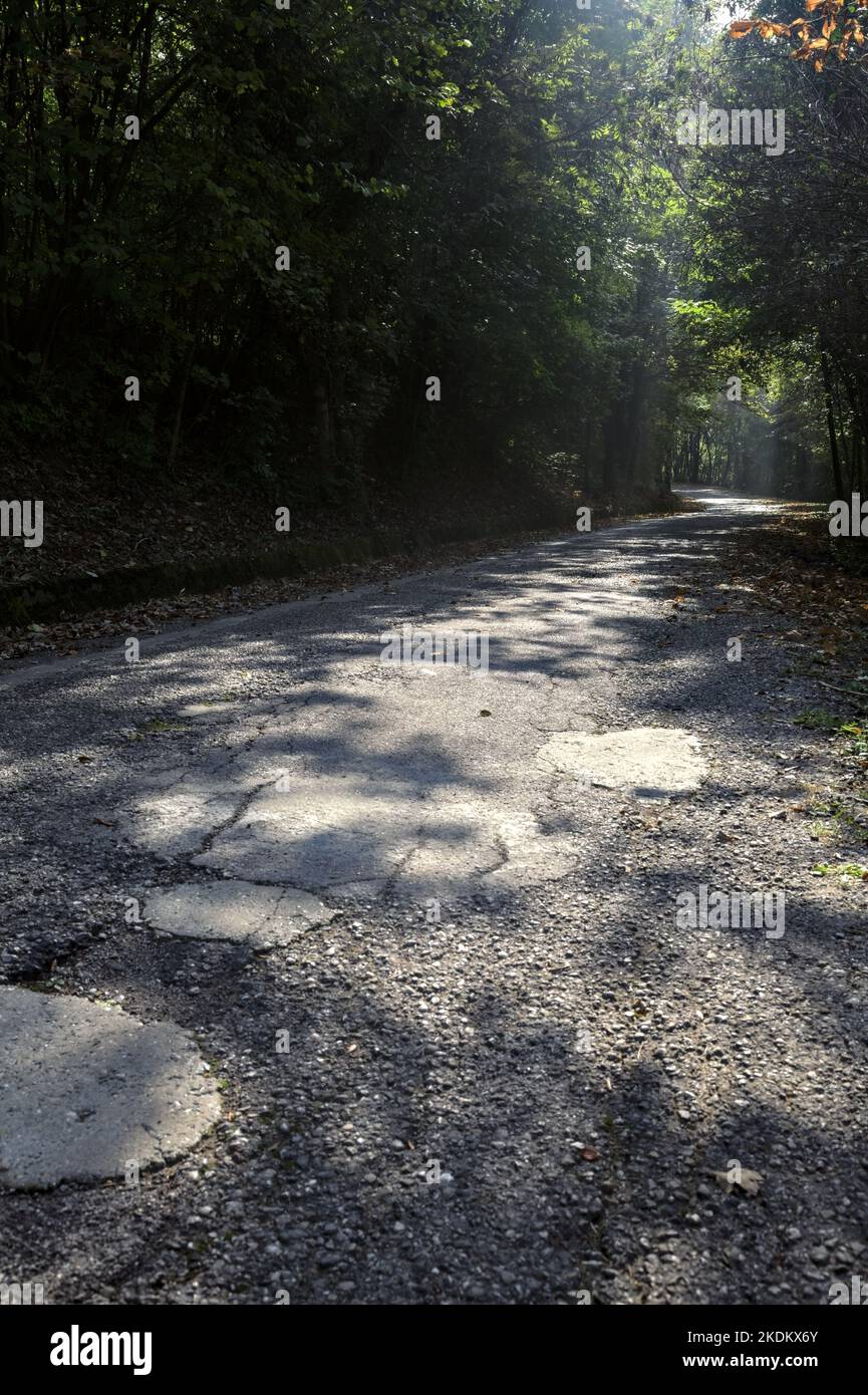 Road in a forest with a tree canopy above it and sunbeams passing ...