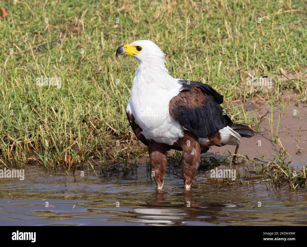 African Fish Eagle drinking, close up; , Haliaeetus vocifer, Chobe ...