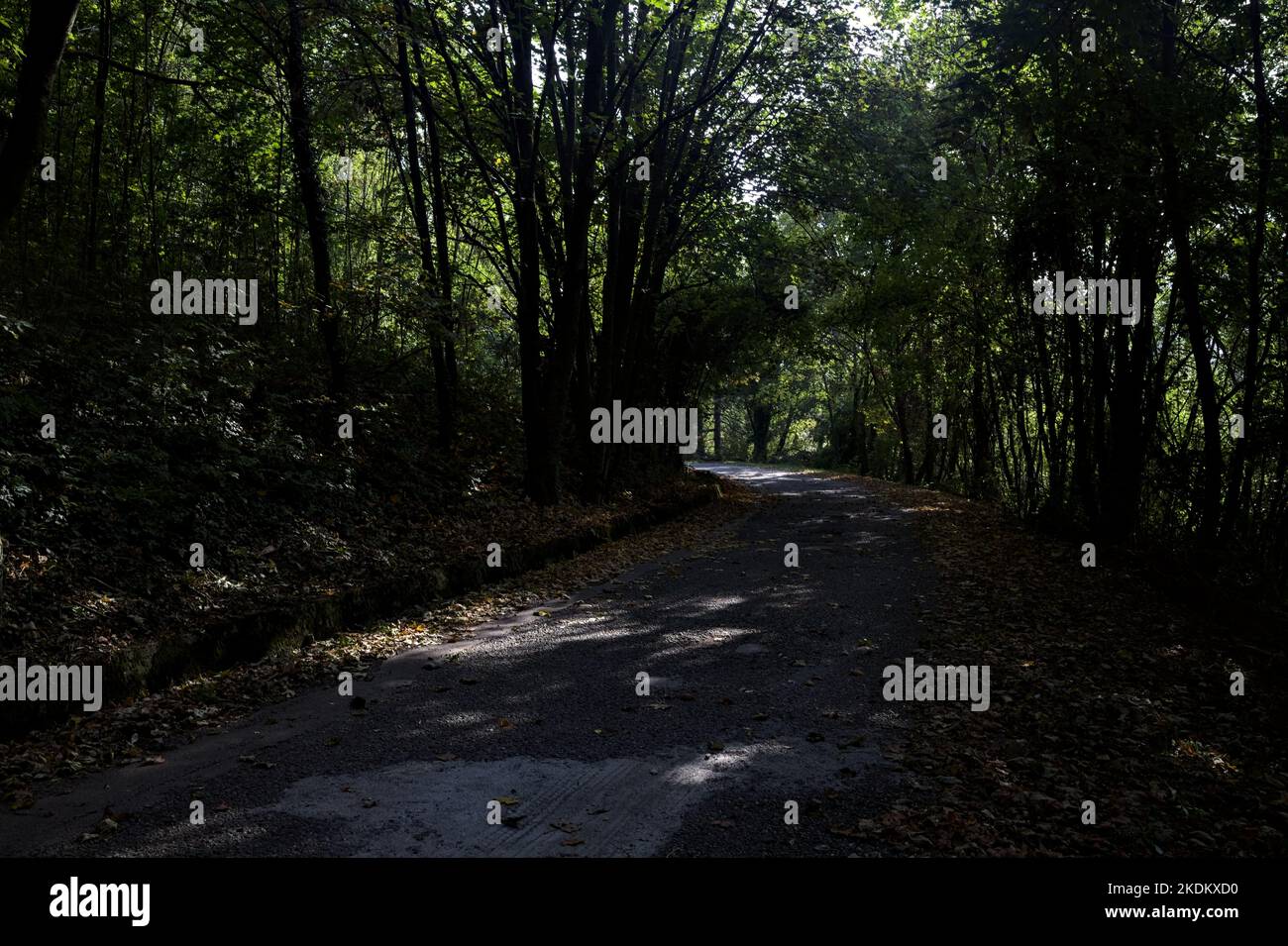 Shady road in middle hi-res stock photography and images - Alamy