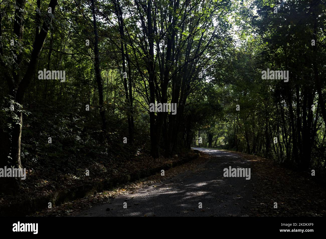 Shady road in the middle of a forest in autumn Stock Photo - Alamy