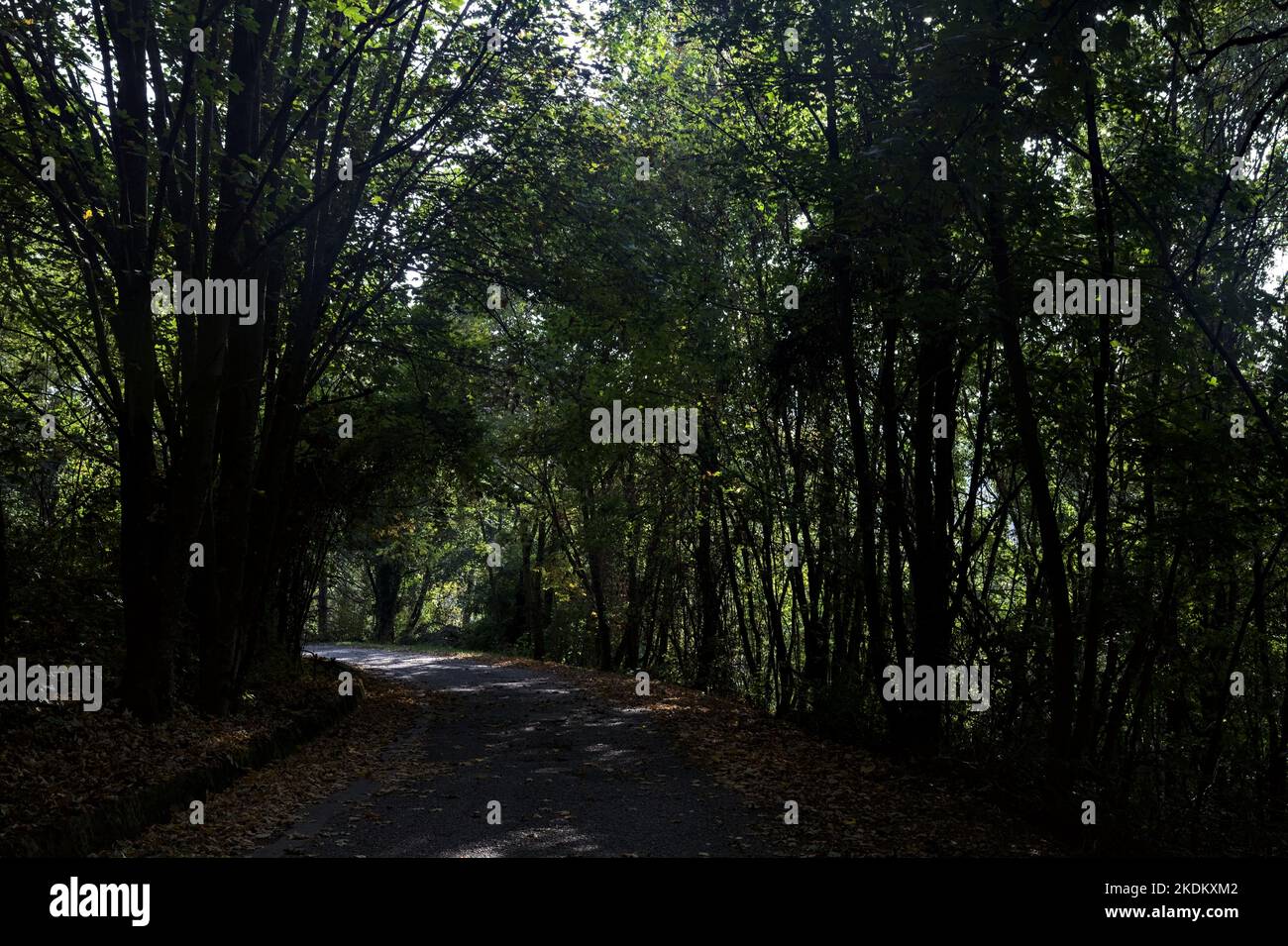 Shady road in middle hi-res stock photography and images - Alamy