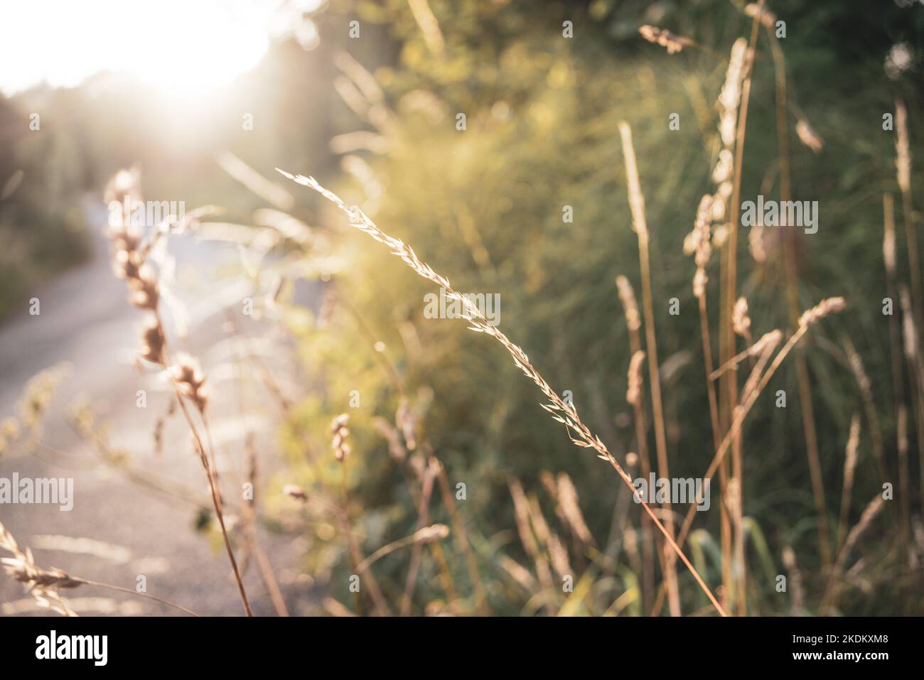 Roadside grasses in the summer in English countryside Stock Photo - Alamy
