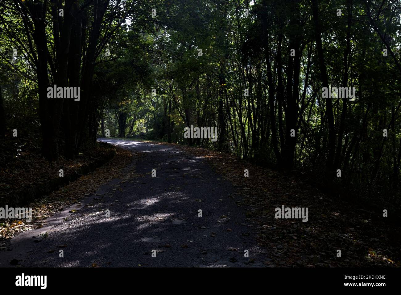 Shady road in middle hi-res stock photography and images - Alamy