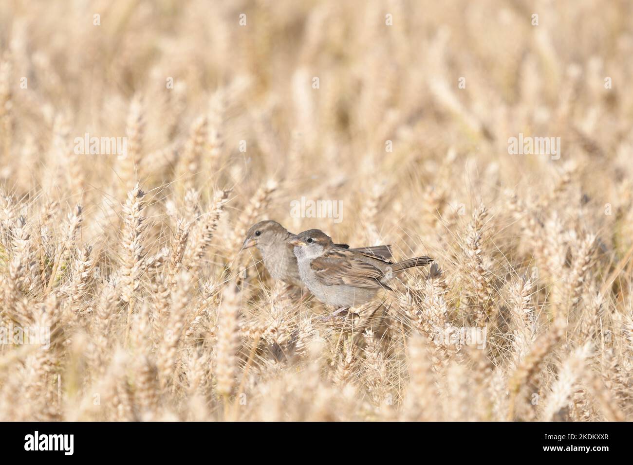 Sparrows eating wheat hi-res stock photography and images - Alamy