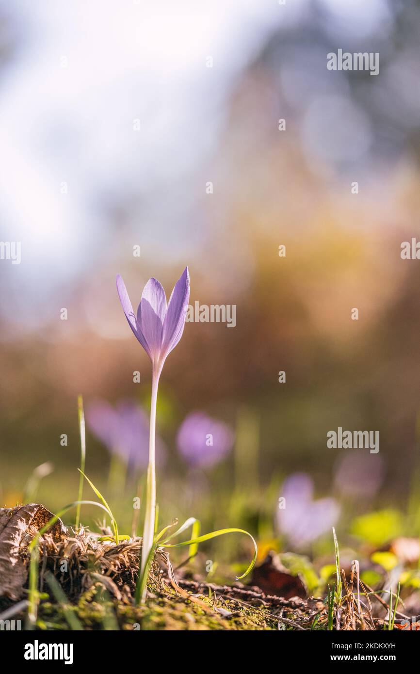Crocus plant on the ground, Crocus sativus flower field, closer view in ...