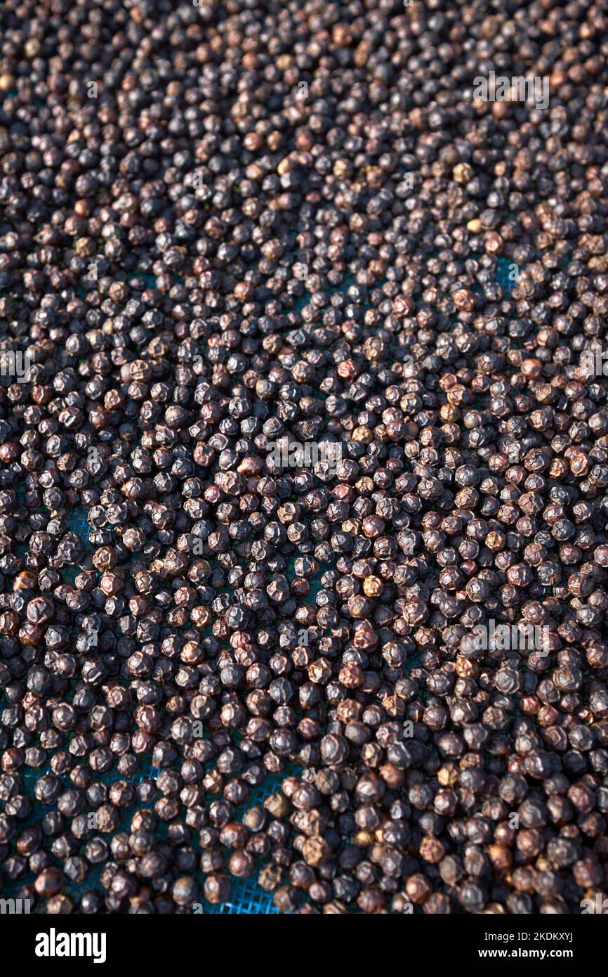Pepper Farm Kep Cambodia Stock Photo - Alamy