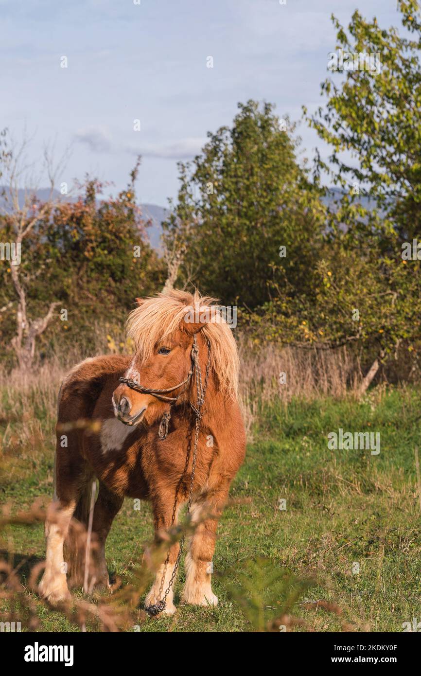 Fat pony hi-res stock photography and images - Alamy