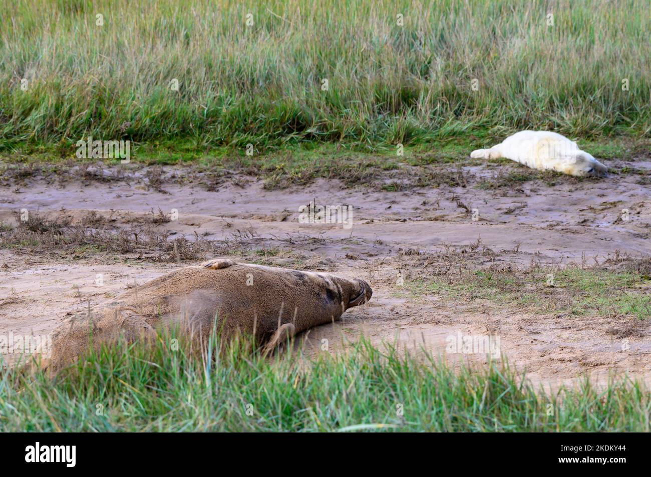 Donna Nook, United Kingdom. 7th Nov, 2022. First seal pups born at ...