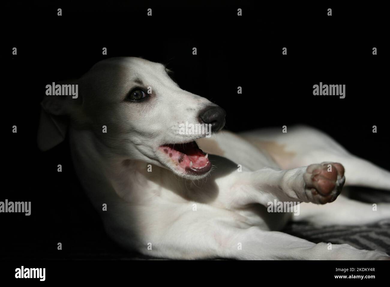 Whippet Puppy White Fawn playing in the sun Stock Photo - Alamy