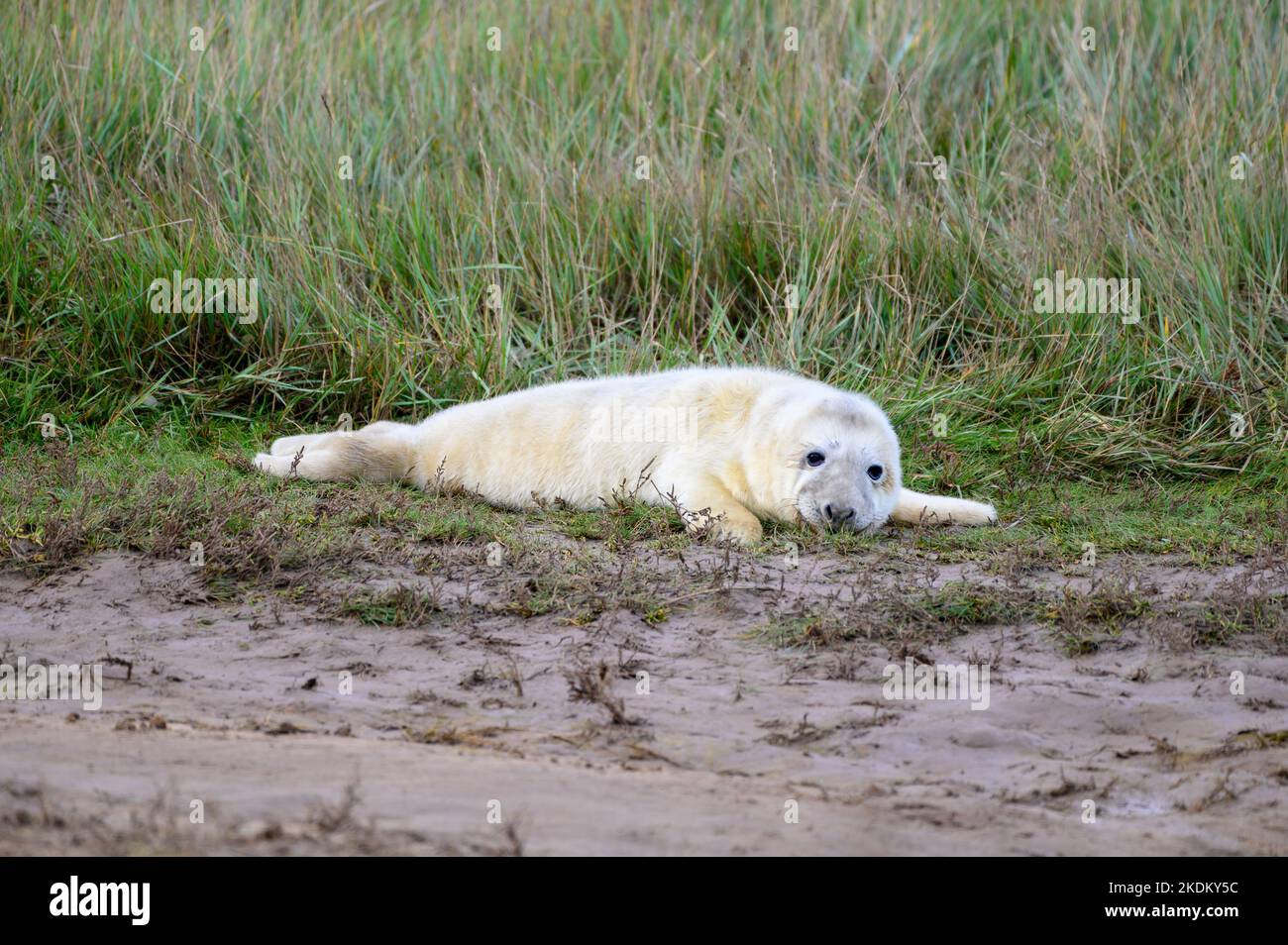 Donna Nook, United Kingdom. 7th Nov, 2022. First seal pups born at ...