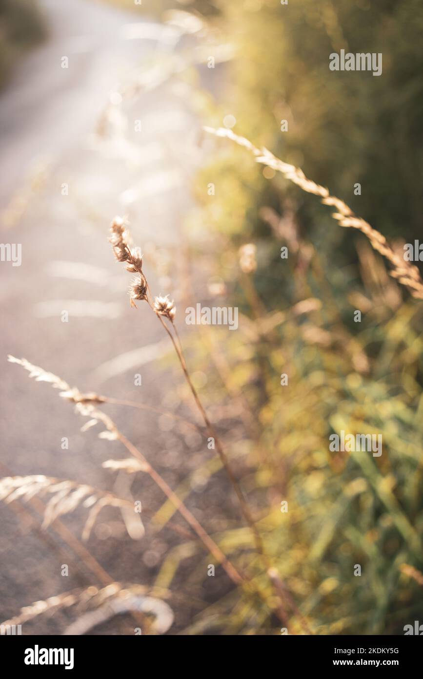 Roadside grasses in the summer in English countryside Stock Photo - Alamy