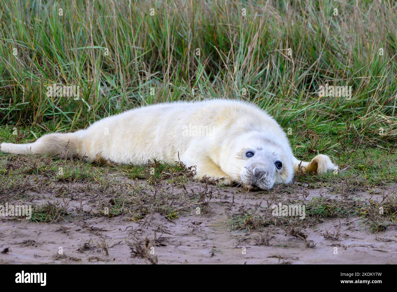 Donna Nook, United Kingdom. 7th Nov, 2022. First seal pups born at ...