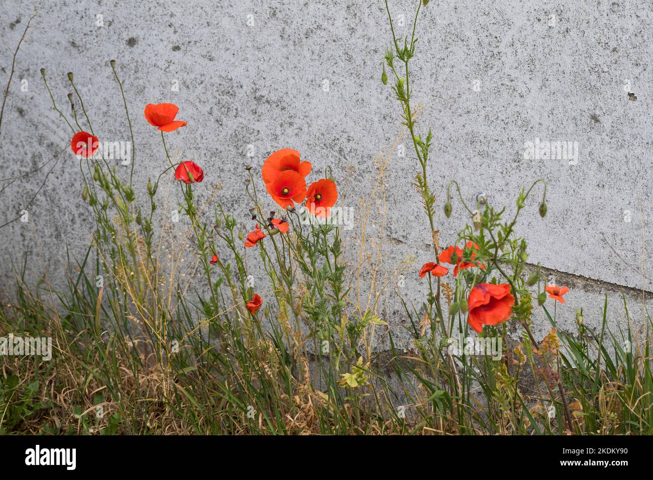 Klatsch-Mohn, Klatschmohn, an einer Häuserfassade, Mohnblume, Klatschrose, Mohn, Papaver rhoeas ...